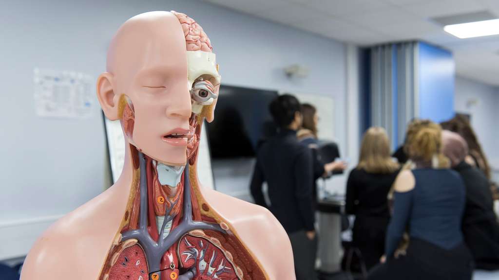 The Anatomy Team - Norwich Medical School